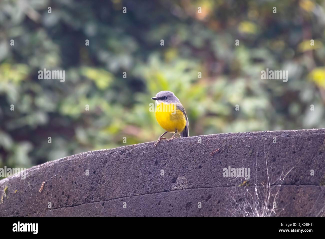 The eastern yellow robin (Eopsaltria australis) perched on rock Stock ...