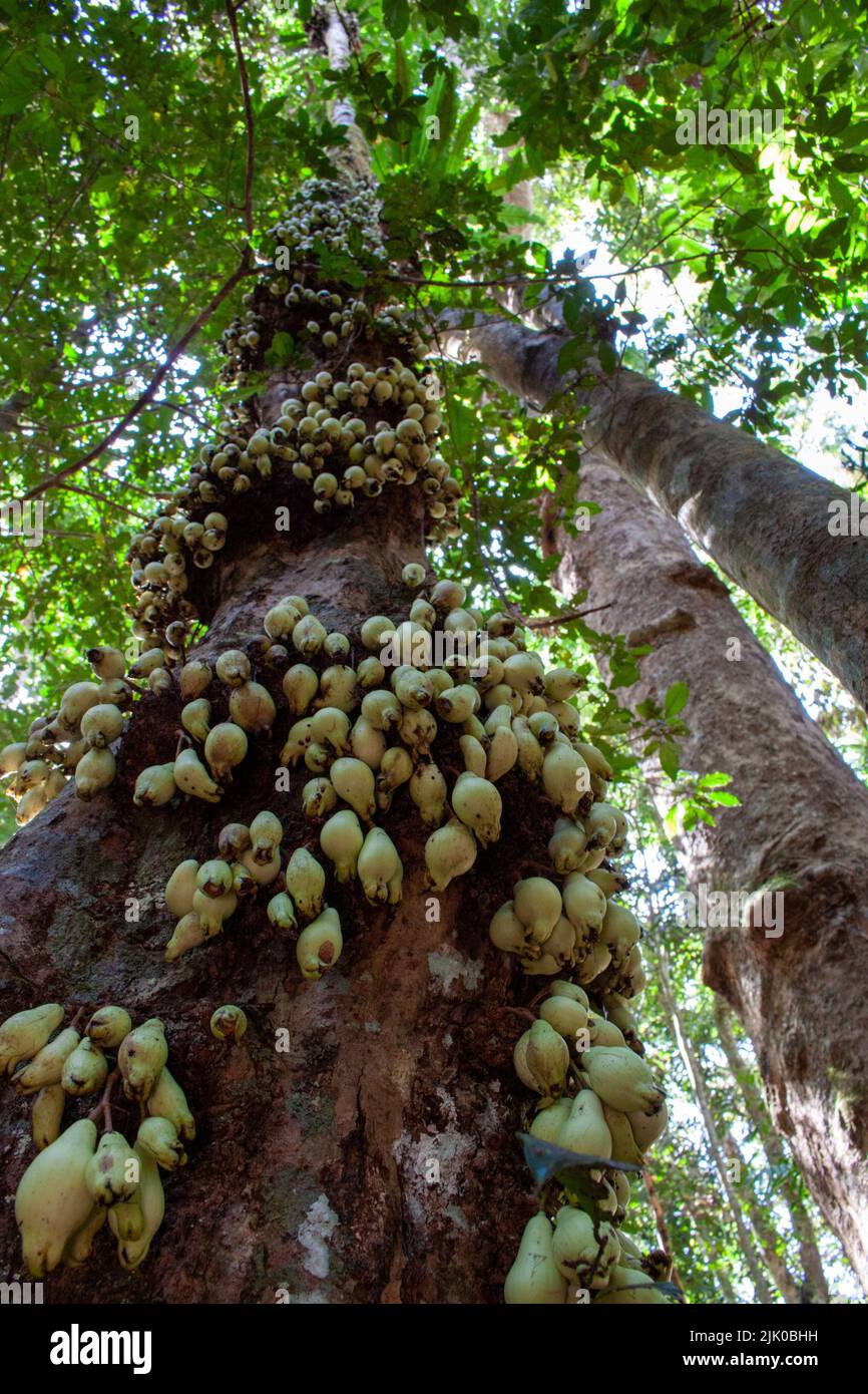 Rainforest cauliflory hi-res stock photography and images - Alamy