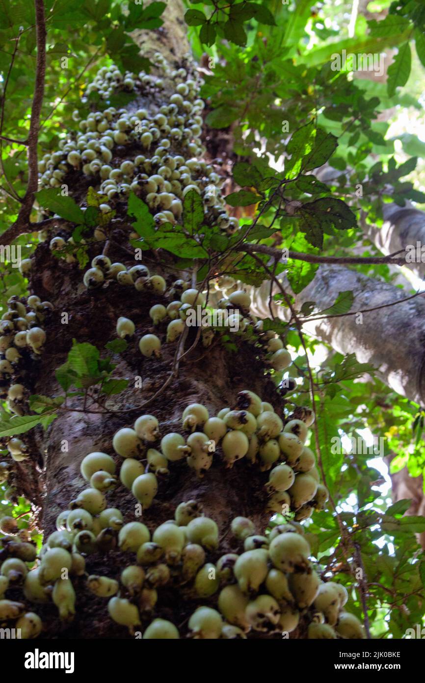 Rainforest cauliflory hi-res stock photography and images - Alamy