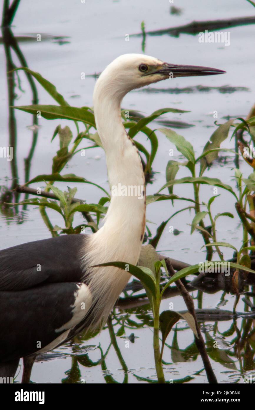 White necked Heron, Ardea pacifica, PaCIFIC hERON Stock Photo - Alamy
