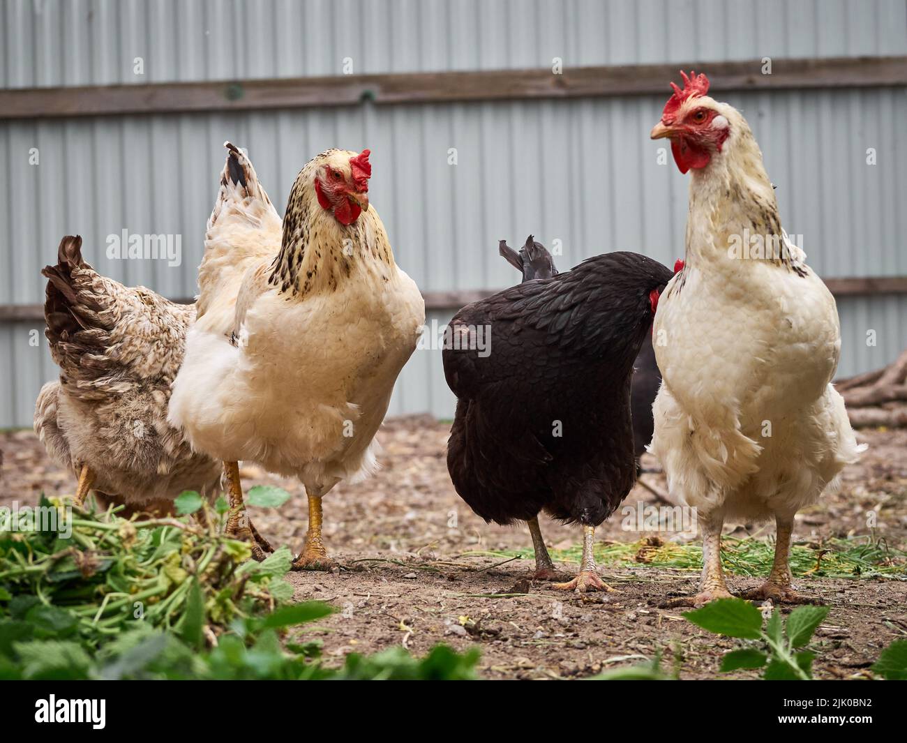 Free range chicken on a farm Stock Photo - Alamy