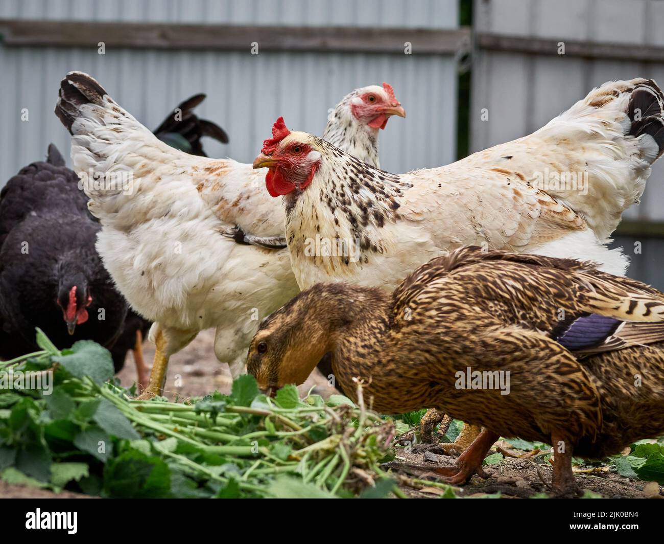 Free range chicken on a farm Stock Photo - Alamy