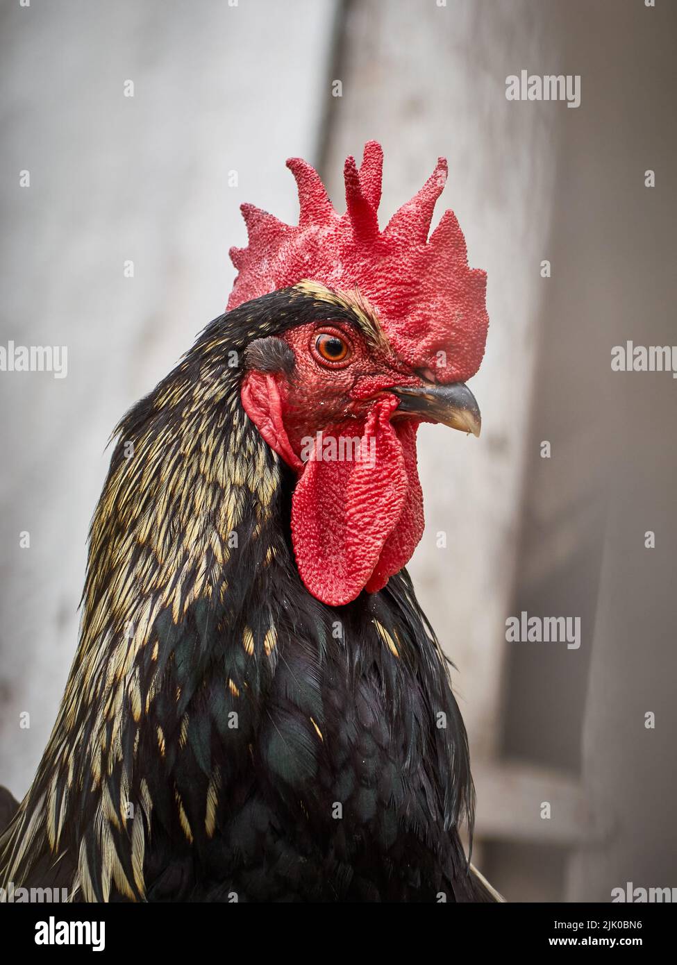 Rooster on a natural background Stock Photo - Alamy