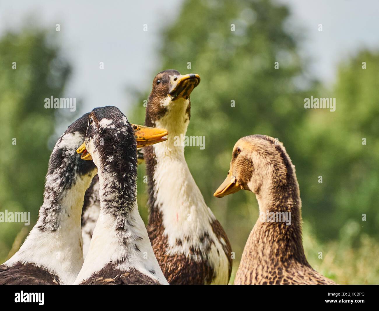 Free range duck on a farm Stock Photo - Alamy