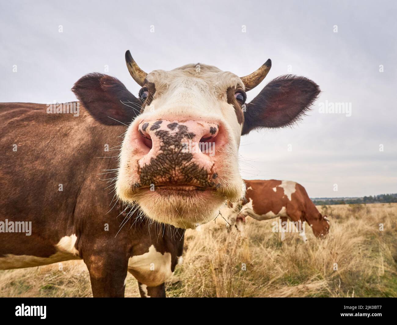 Funny Cow Smiling