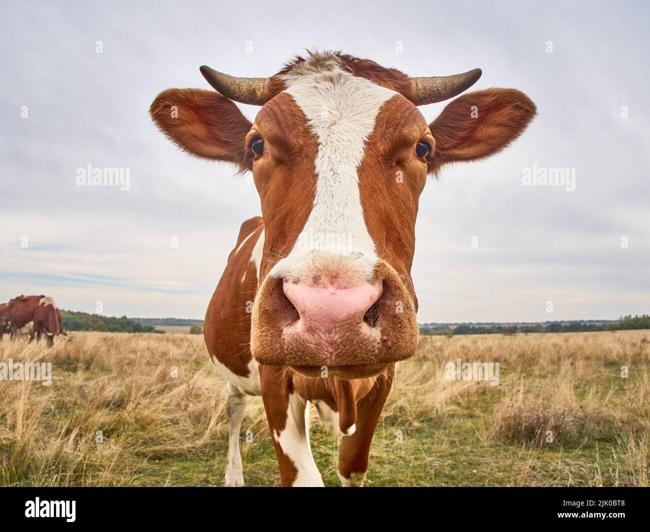 Funny cow hi-res stock photography and images - Alamy