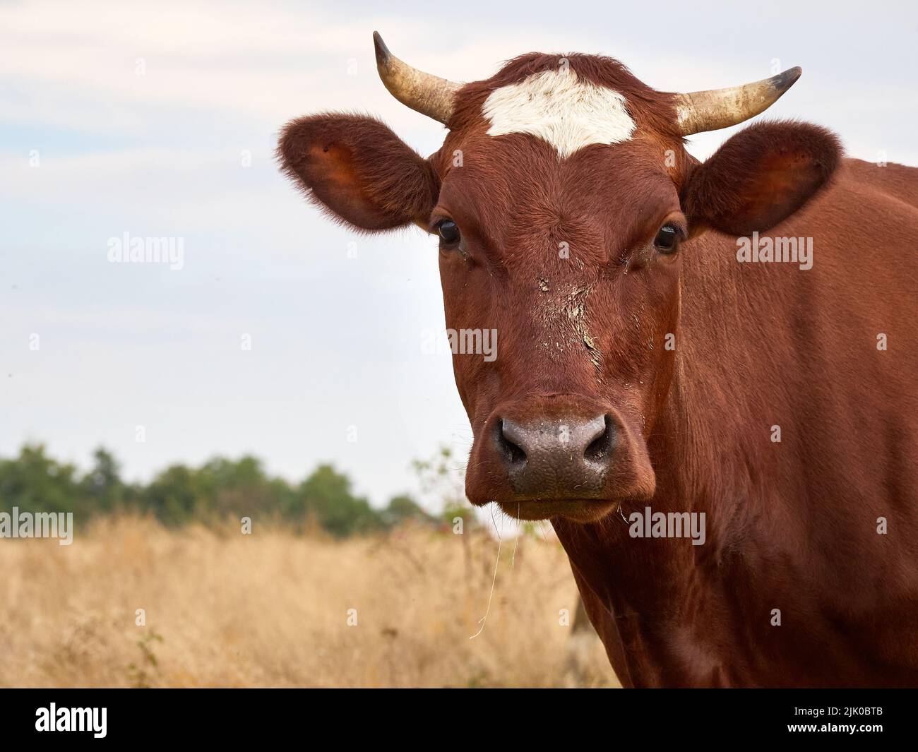 Funny cow looks at the camera Stock Photo - Alamy