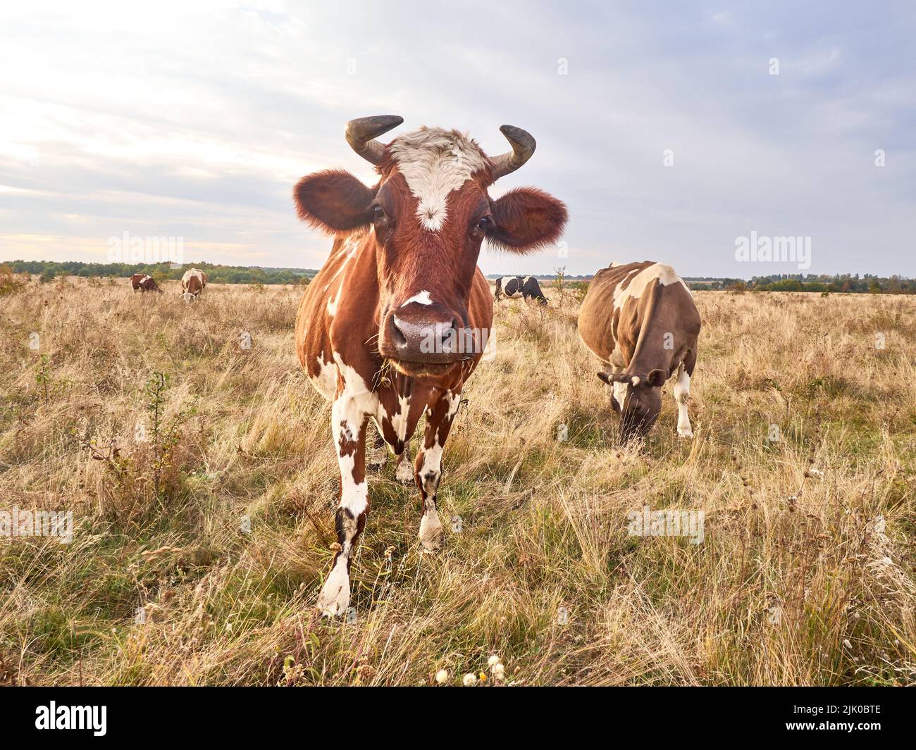 Funny cow looks at the camera Stock Photo - Alamy