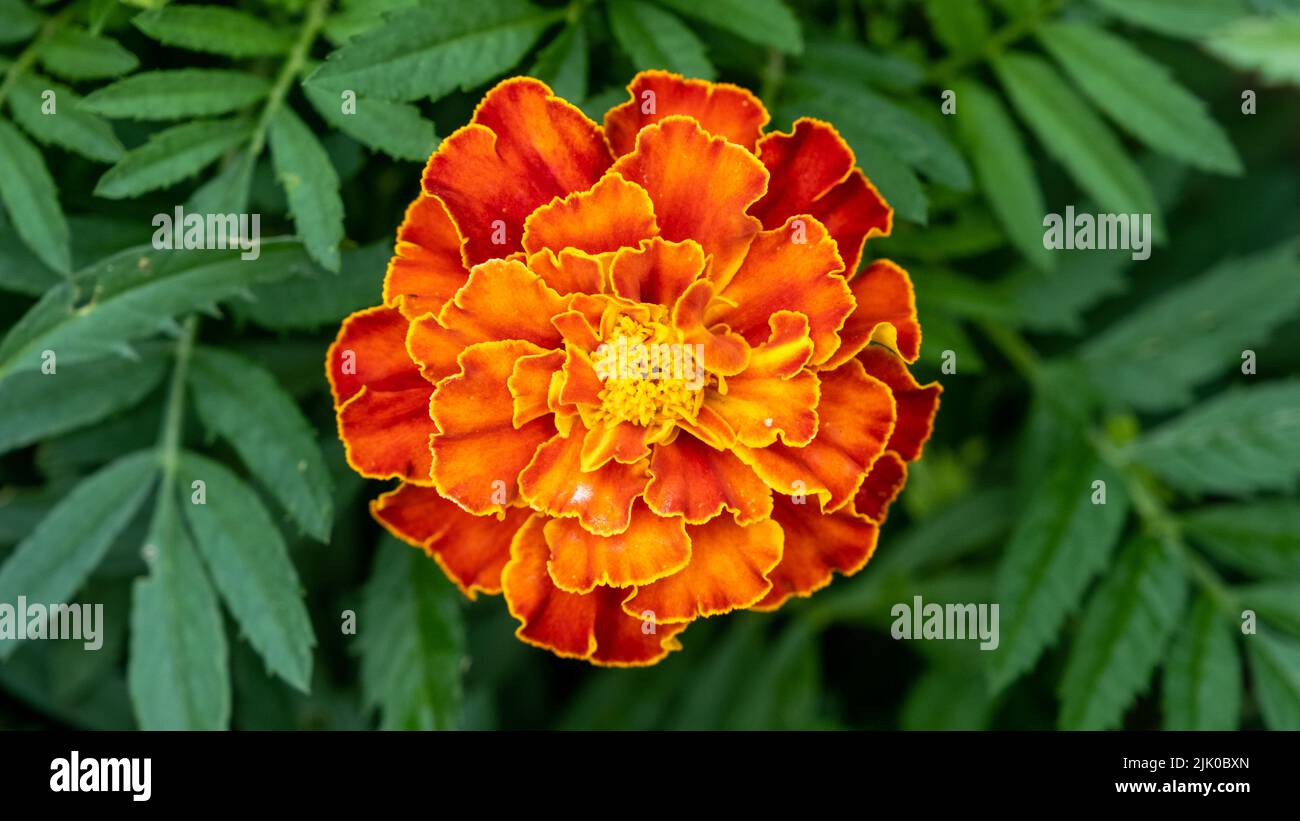 Velvet flower hi-res stock photography and images - Alamy
