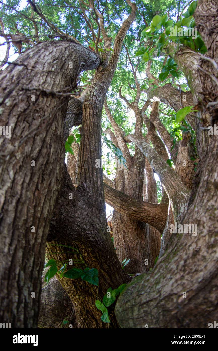 Twisted tree branches hi-res stock photography and images - Alamy