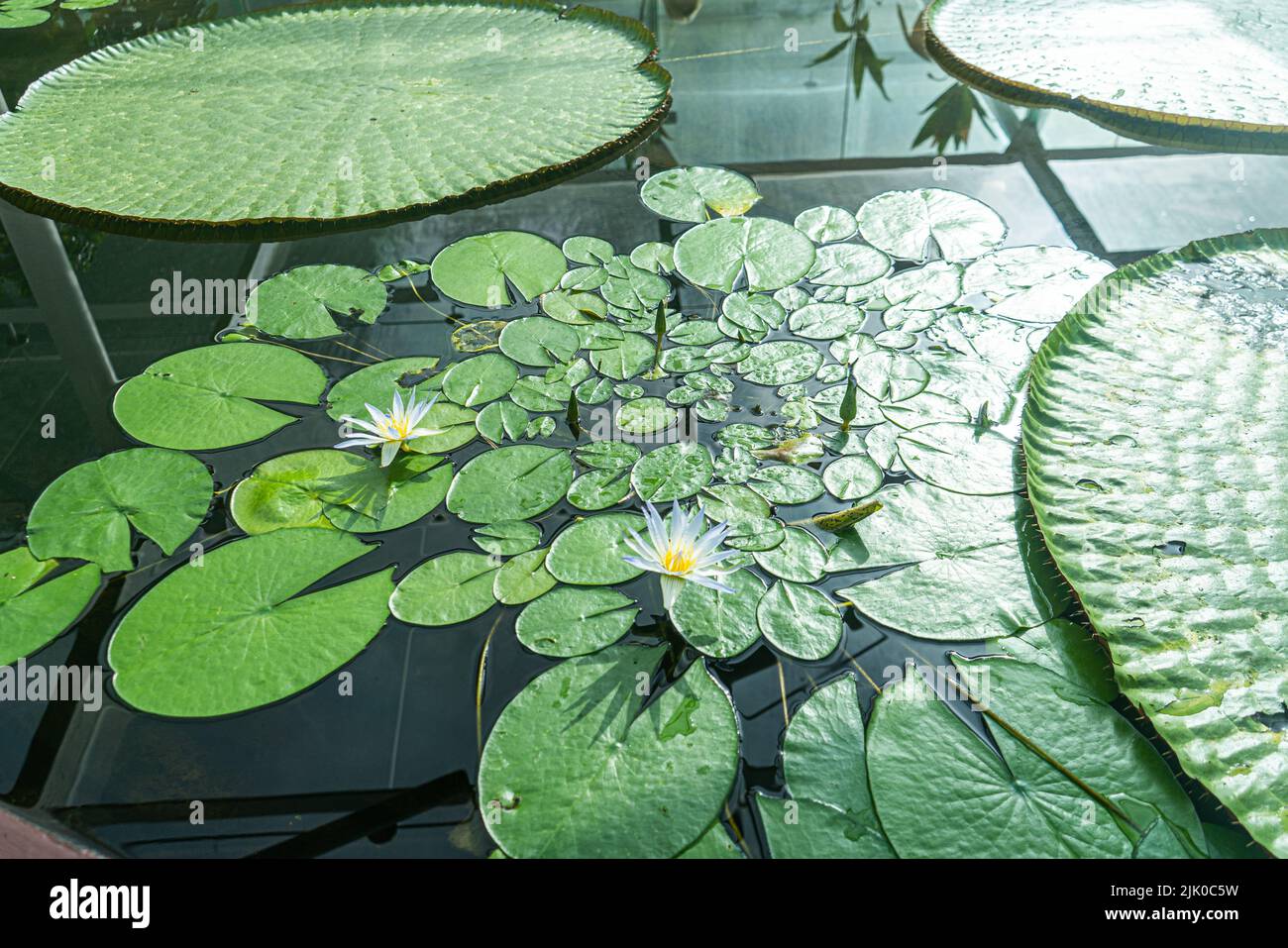 29 July 2022: Giant lily pads in the Amazon Waterlily Pavillion at the ...