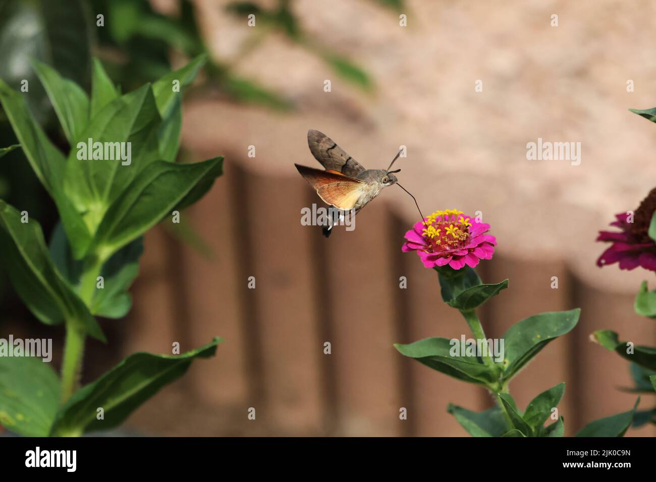 Hawk-winged hummingbird butterfly flies to a beautiful zinnia flower ...