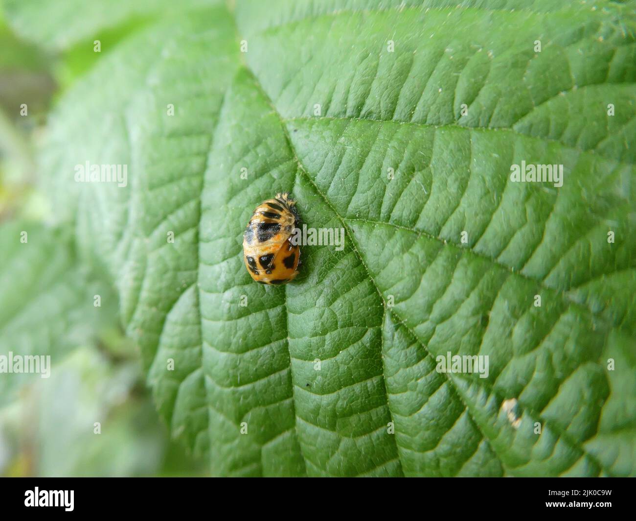 Ladybug nymph hi-res stock photography and images - Alamy