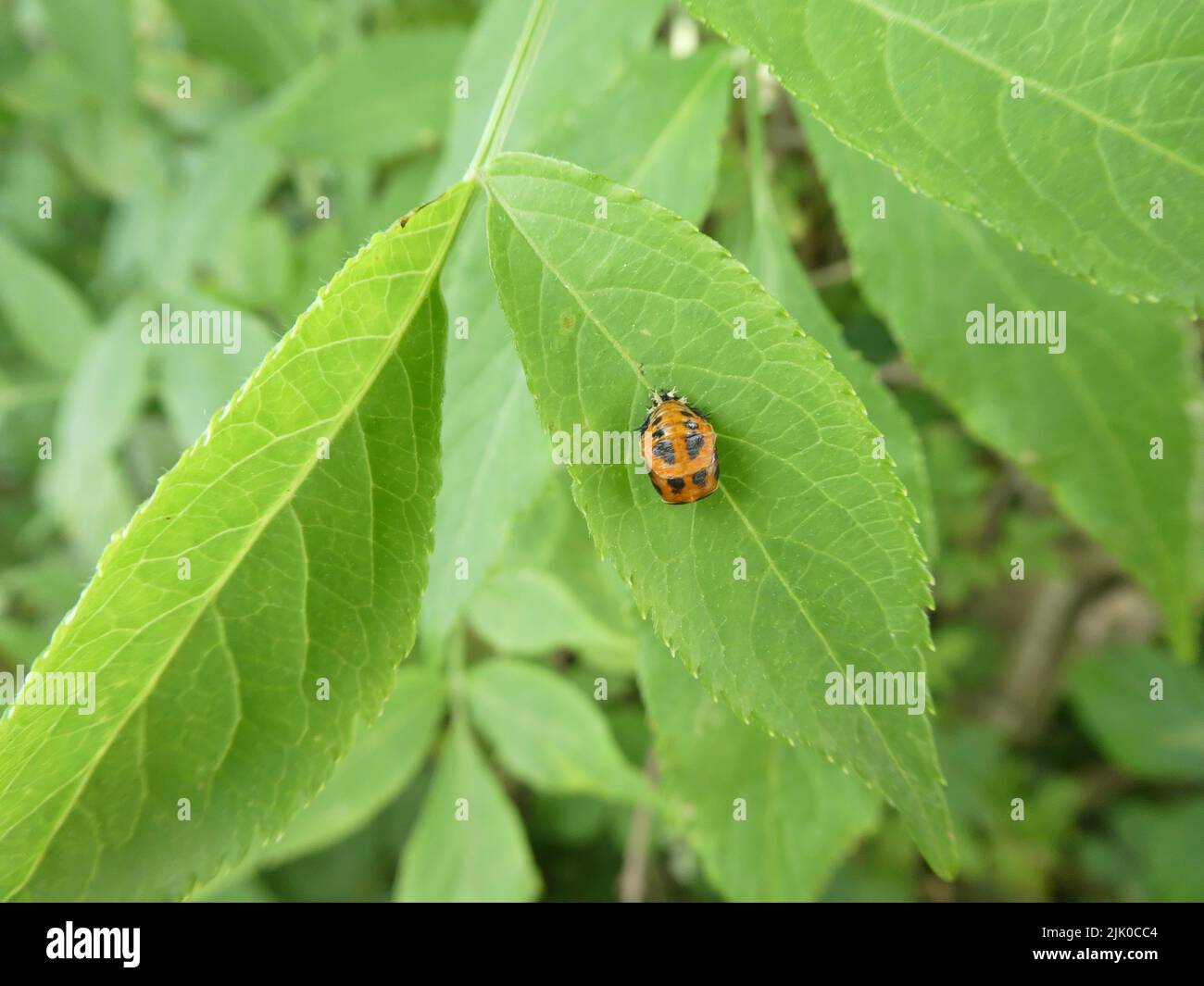 Ladybug nymph hi-res stock photography and images - Alamy