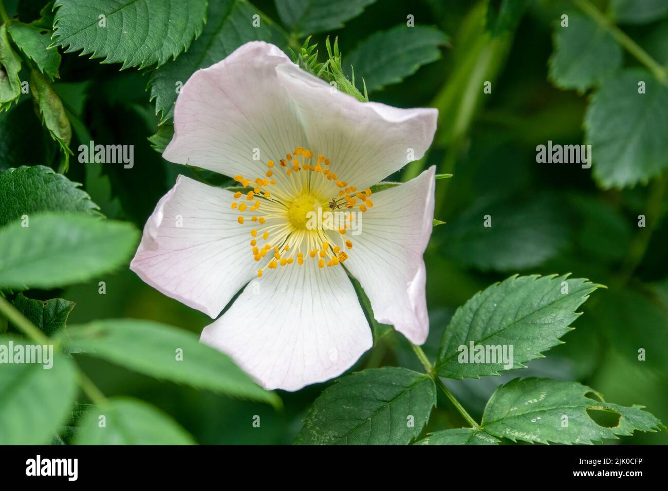 beautiful pink dog rose (Rosa canina Stock Photo - Alamy