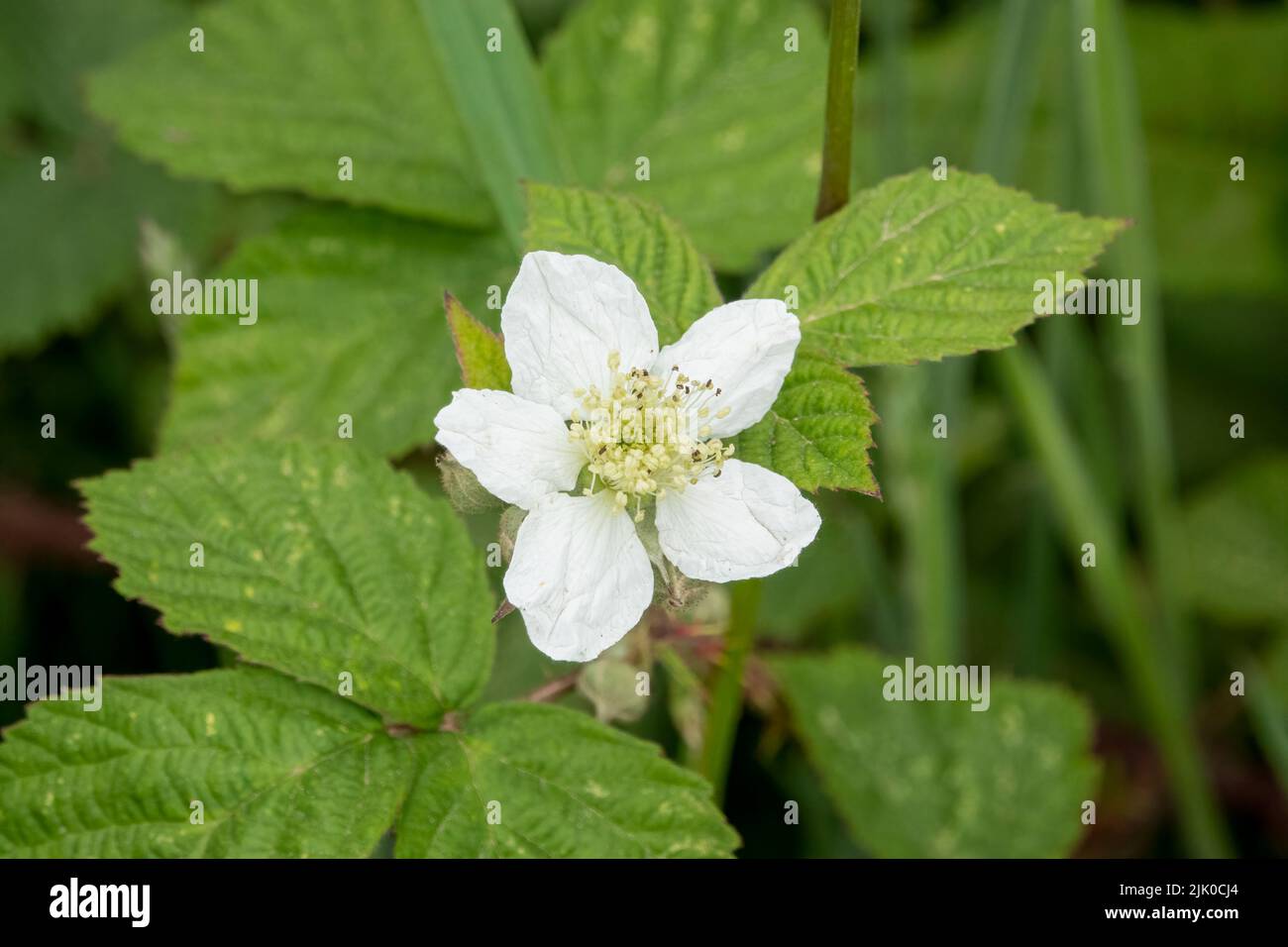 Closeup white bramble flower hi-res stock photography and images - Alamy