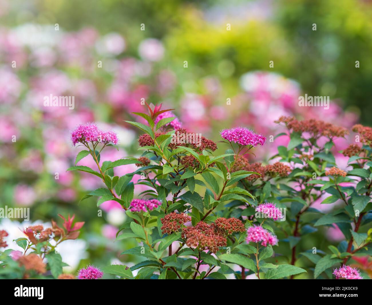 Flowers of Spiraea japonica double play pink, the Japanese meadowsweet ...