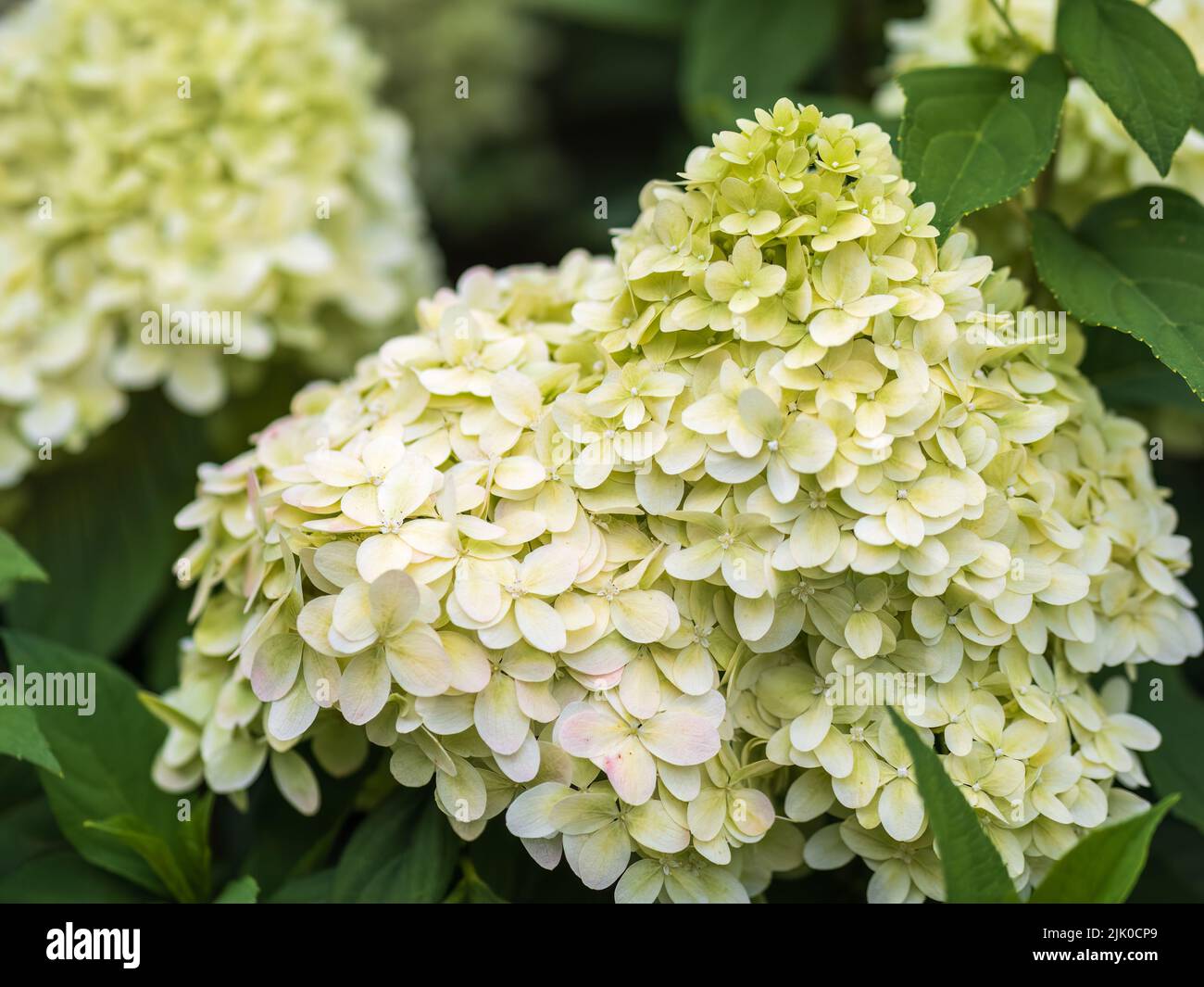 Lush white and yellow hydrangea flowers in summer. White and yellow ...