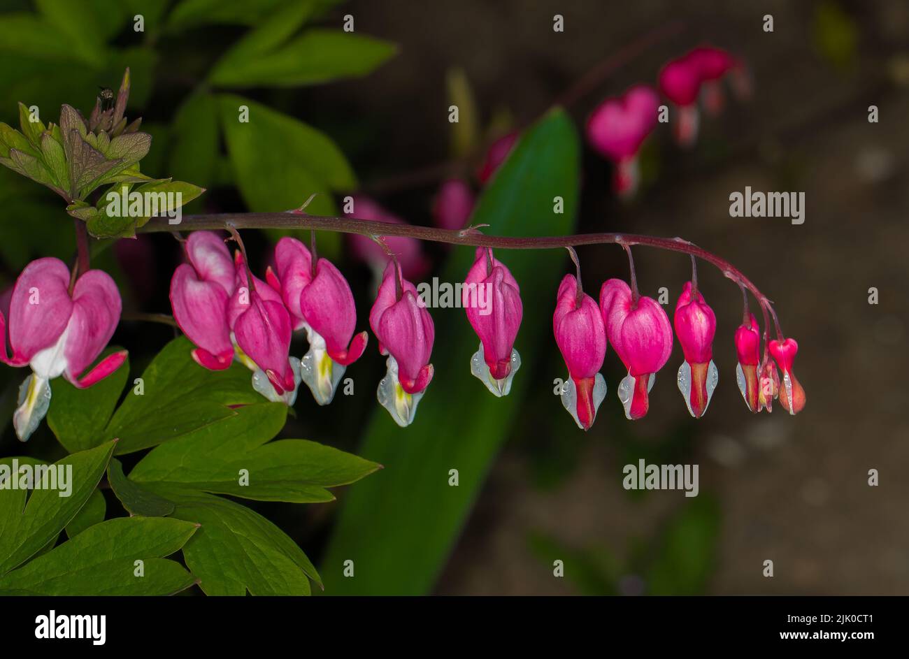 Bleeding heart or Asian bleeding-heart is a flowering plant in the ...