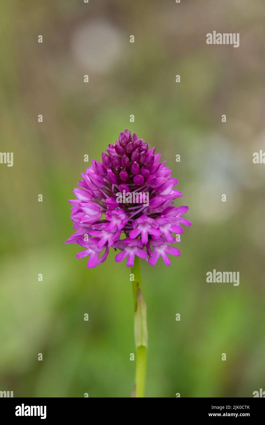 detailed closeup of a pink and purple pyramidal orchid (Anacamptis ...
