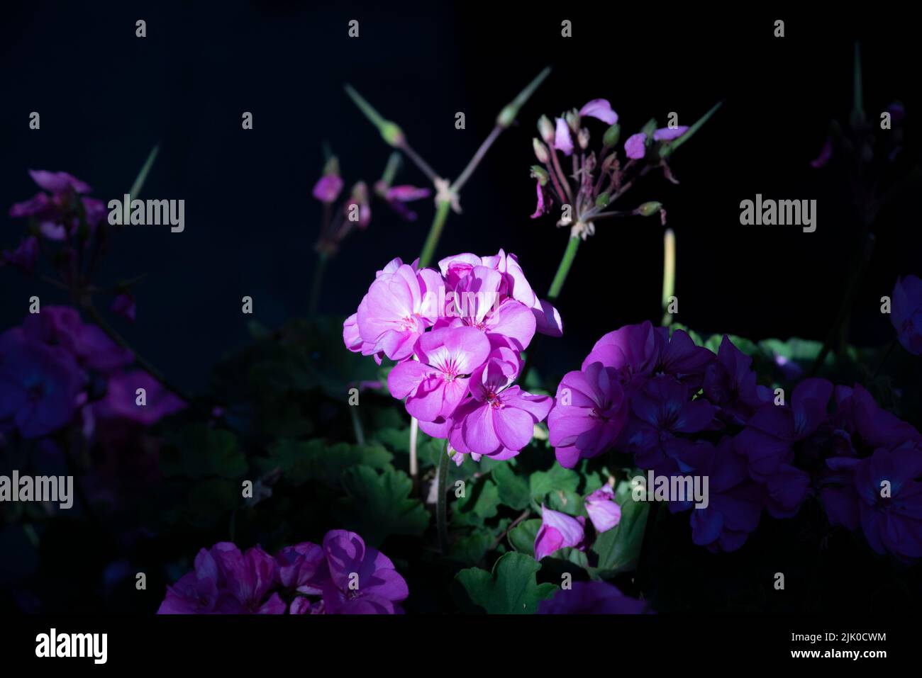 The beautiful purple Ivy geranium flowers in the dark garden Stock ...