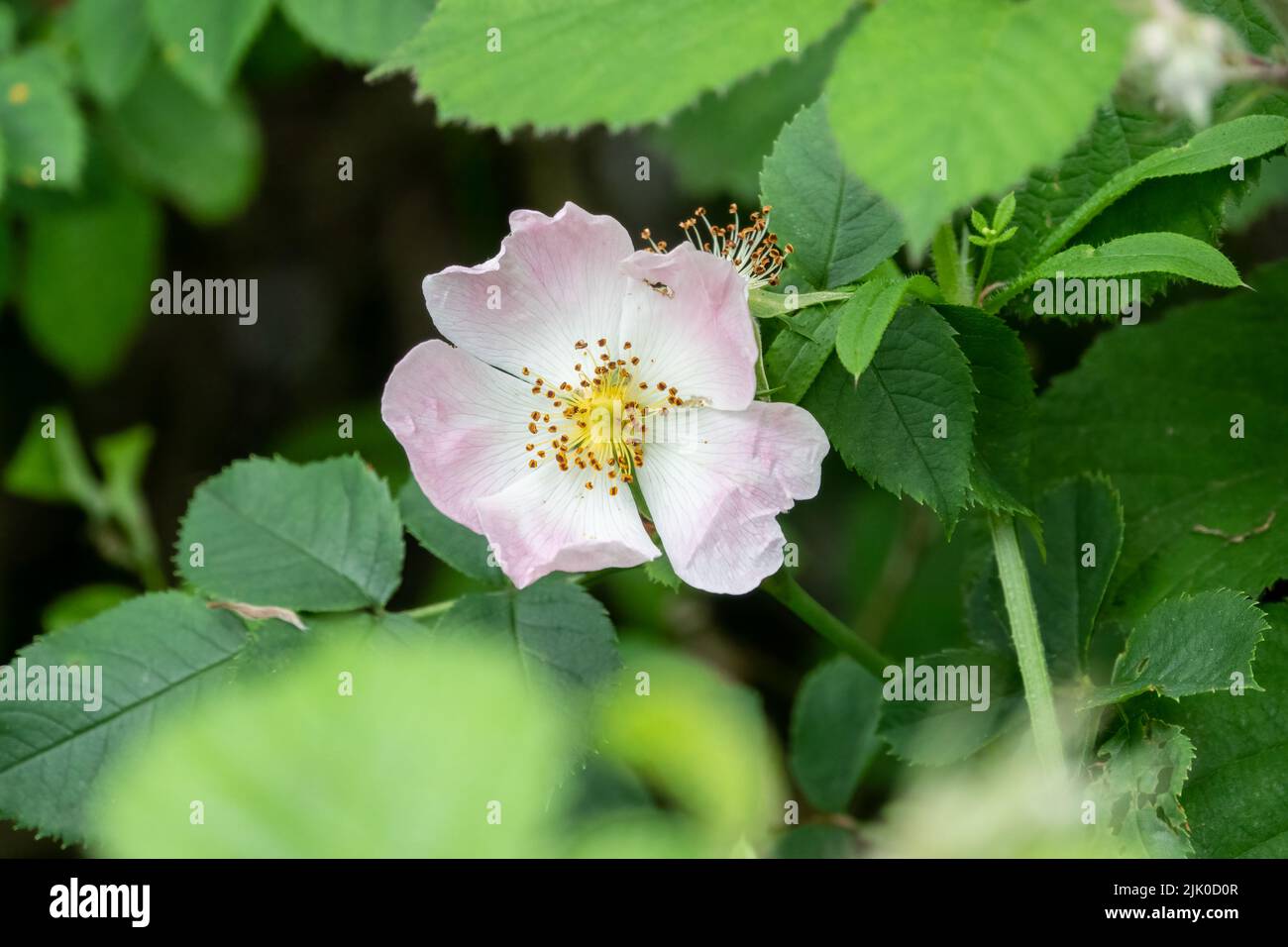 detailed close up of a pink and white Dog Rose (Rosa canina Stock Photo ...