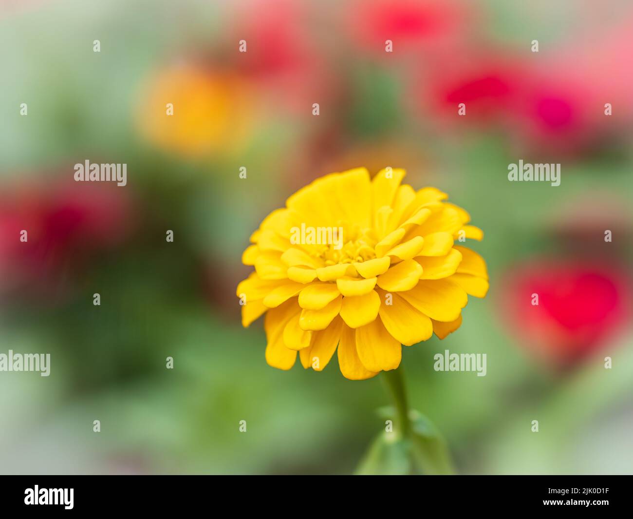 Yellow Zinnia flowers. Flowers zinnia elegans. Color nature background ...