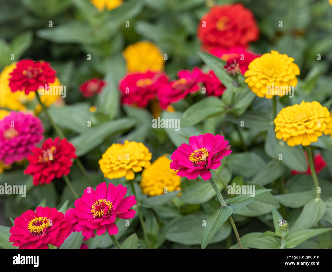 Red and yellow Zinnia flowers. Flowers zinnia elegans. Color nature ...