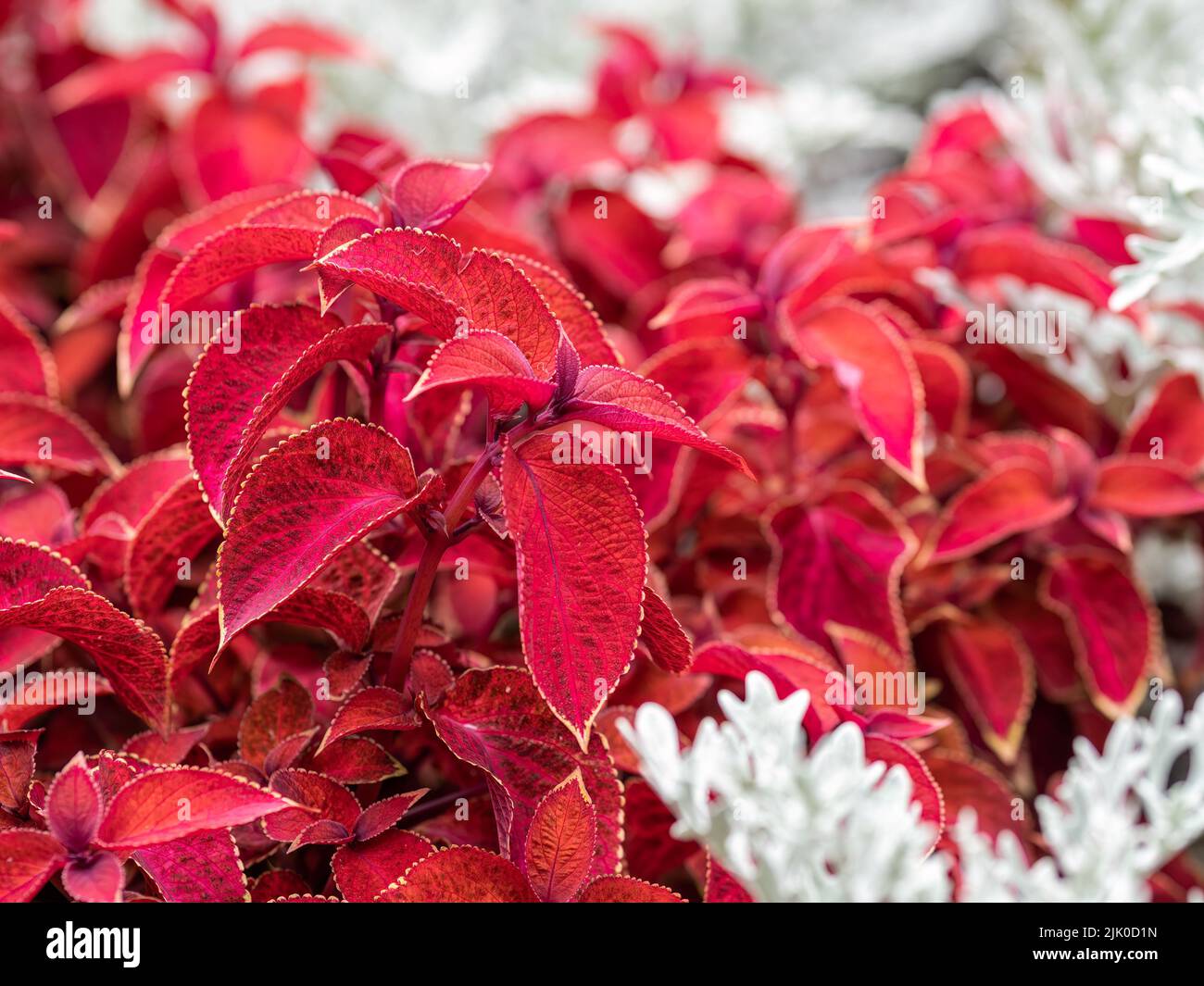 Red leaf foliage background - ornamental redhead coleus shrub. Red ...