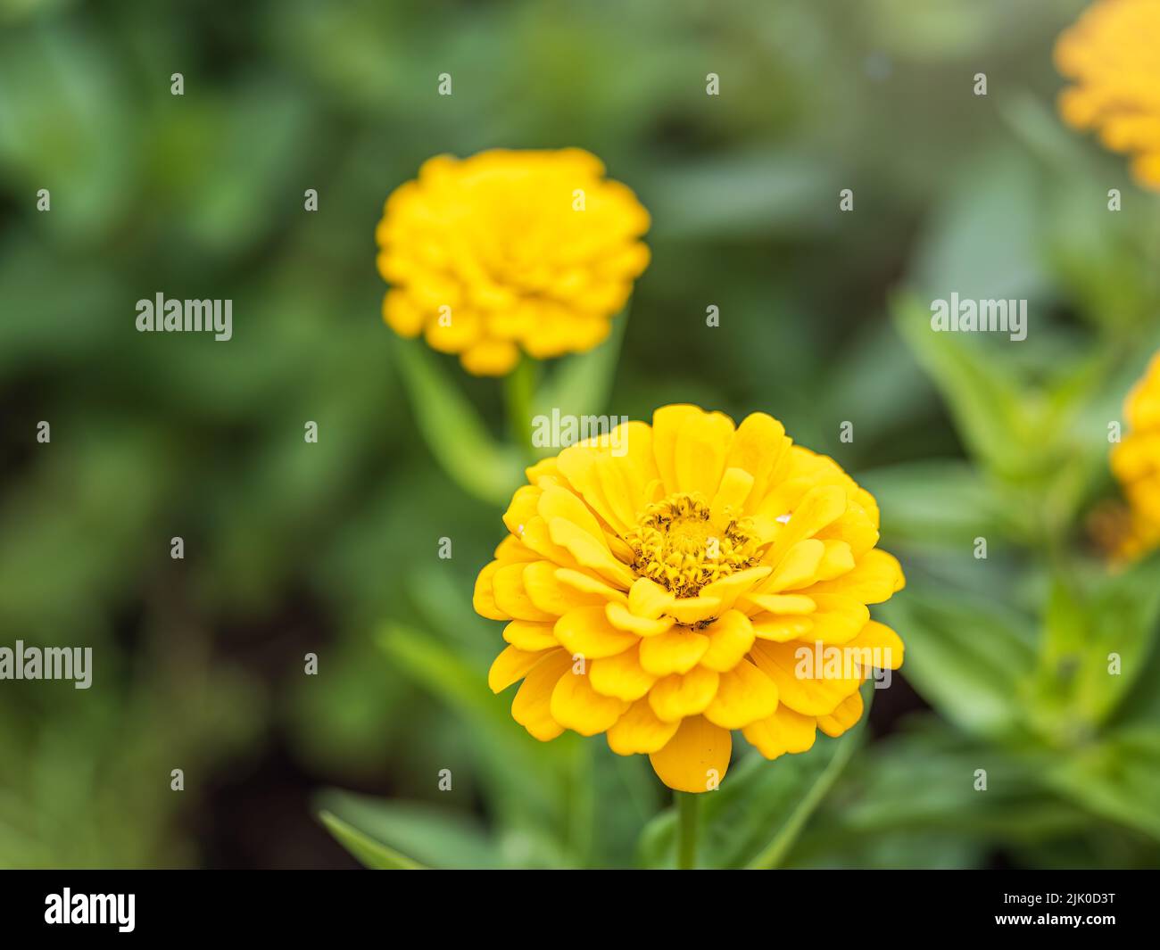 Yellow Zinnia flowers. Flowers zinnia elegans. Color nature background ...