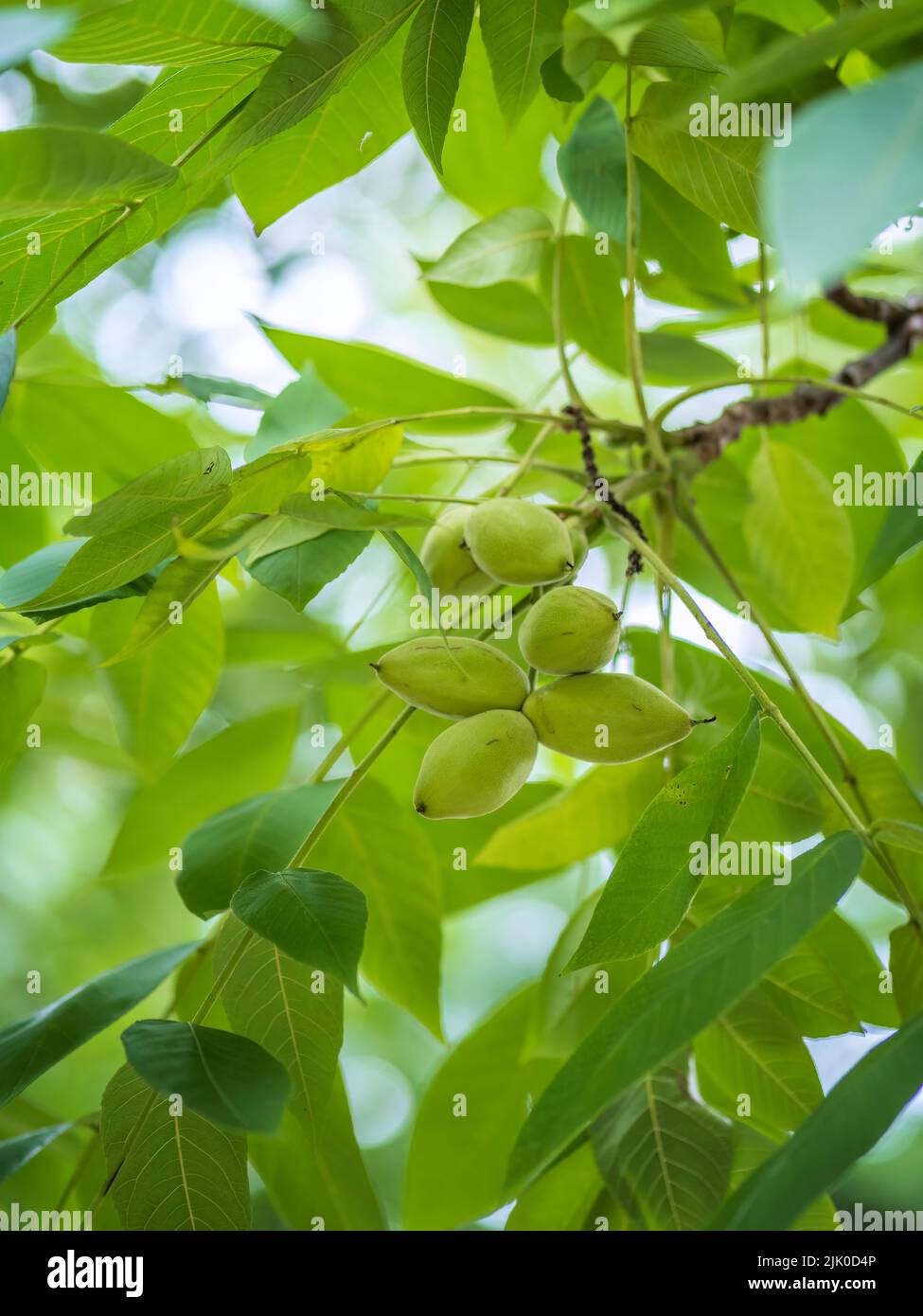 Manchurian walnut, lat. juglans mandshurica, ripe fruits on the tree ...