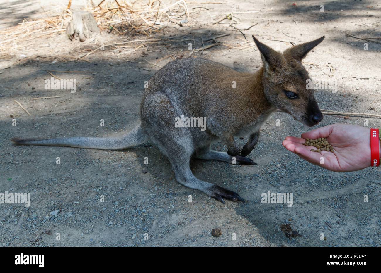 A person offering food in the palm to an adorable baby wallaby in the ...