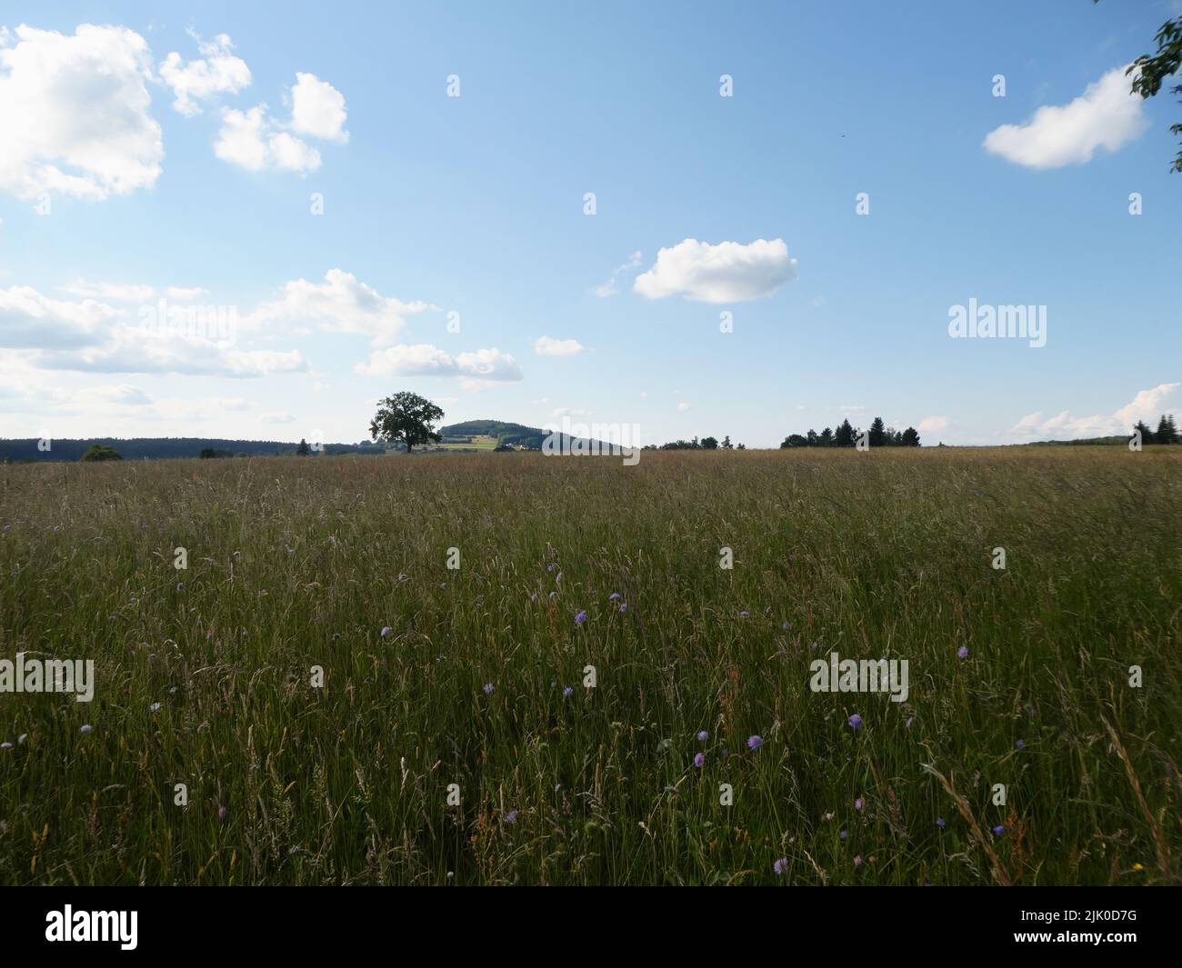 Unmown flowering meadow in the beautiful landscape of Odenwald in late ...