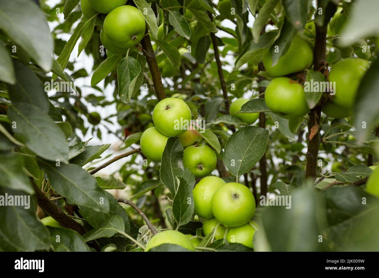 Ripe apples on a tree in a garden. Organic apples hanging from a tree ...