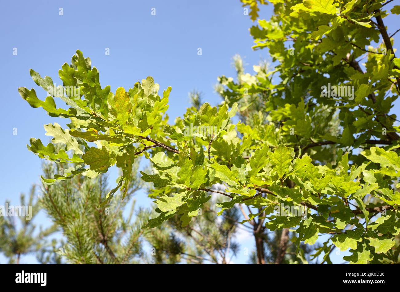 Oak branch with green leaves on a sunny day. Oak tree at summer ...