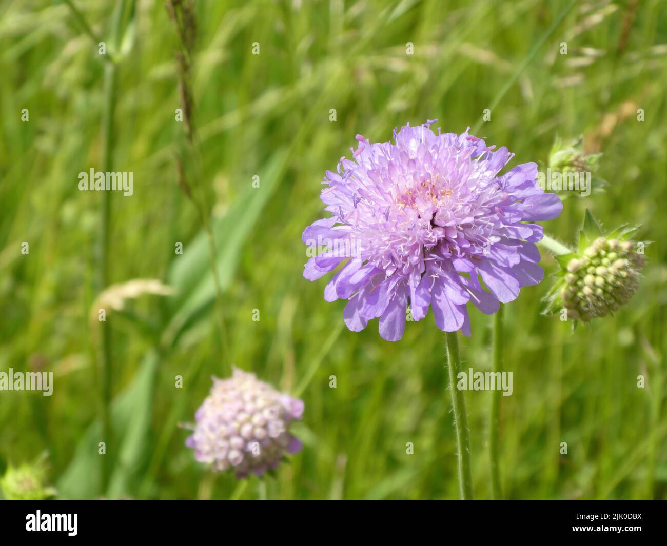 Lilac wildflower hi-res stock photography and images - Alamy