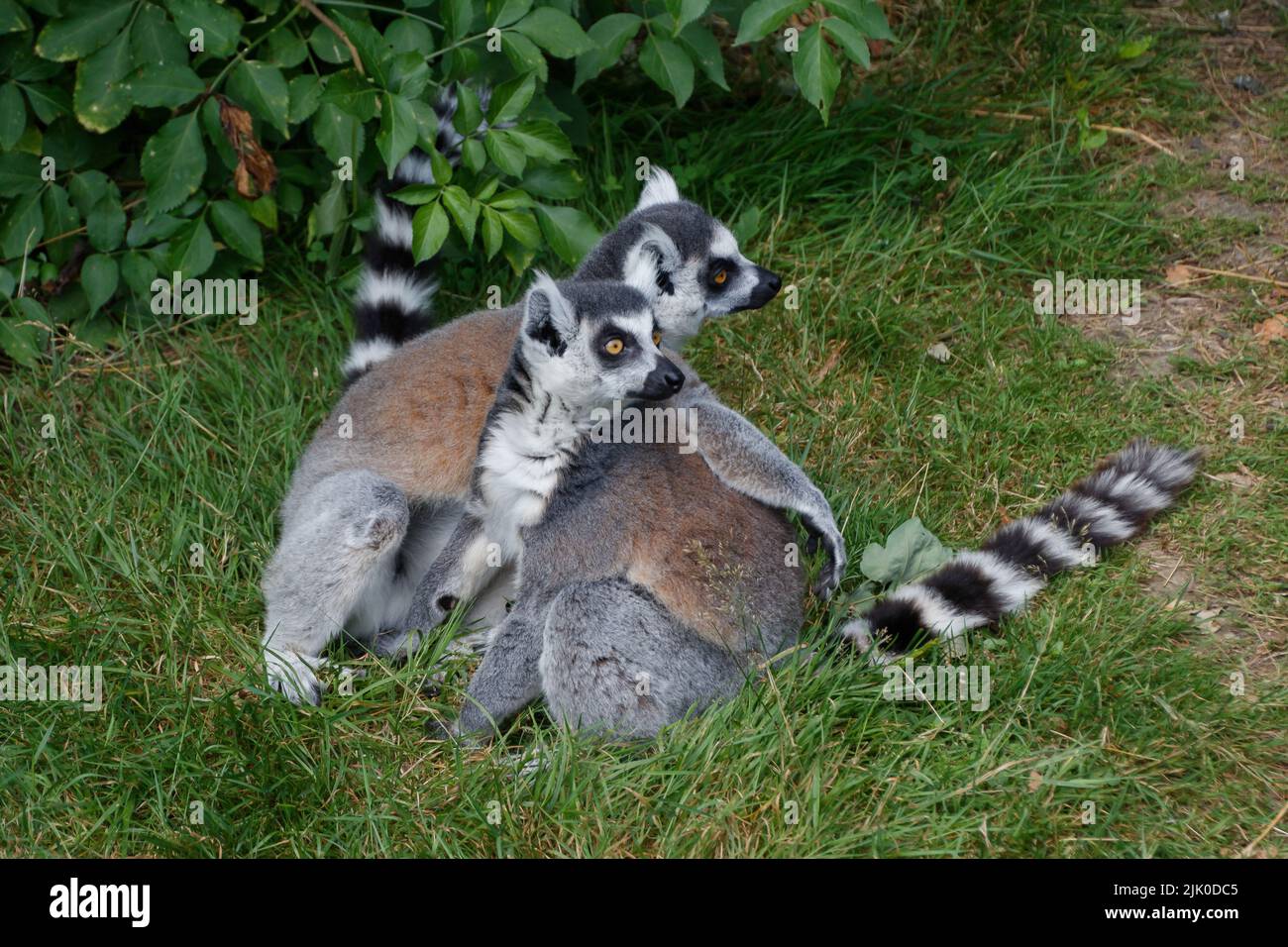 The two adorable Ring-tailed lemurs looking to the right while resting ...