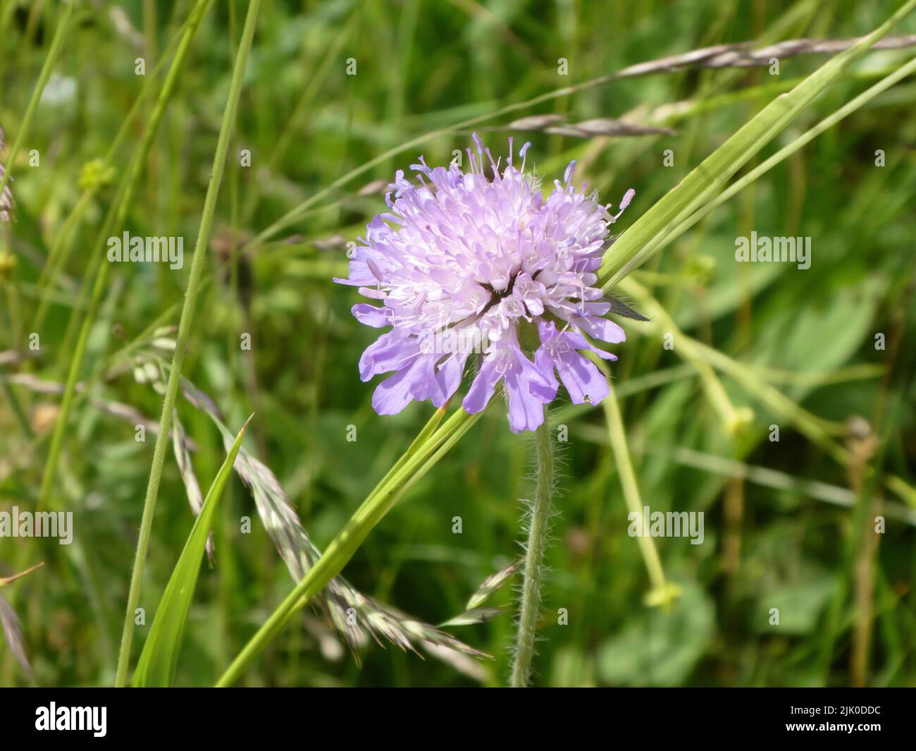 Lilac wildflower hi-res stock photography and images - Alamy