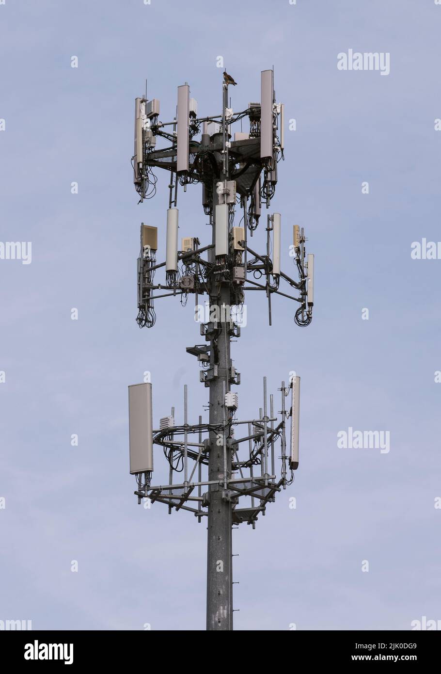 A red-tailed hawk perched on the top of a cell phone tower against blue ...