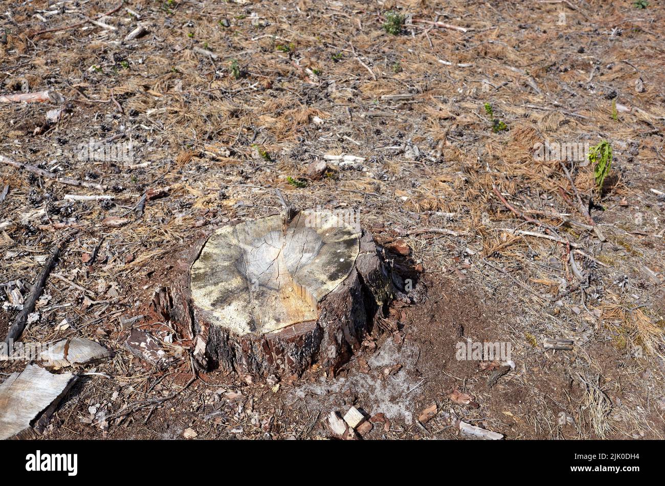 Tree stump in a bright forest. Tree stump after deforestation Stock ... Tree stump in a bright forest. Tree stump after deforestation Stock ...
