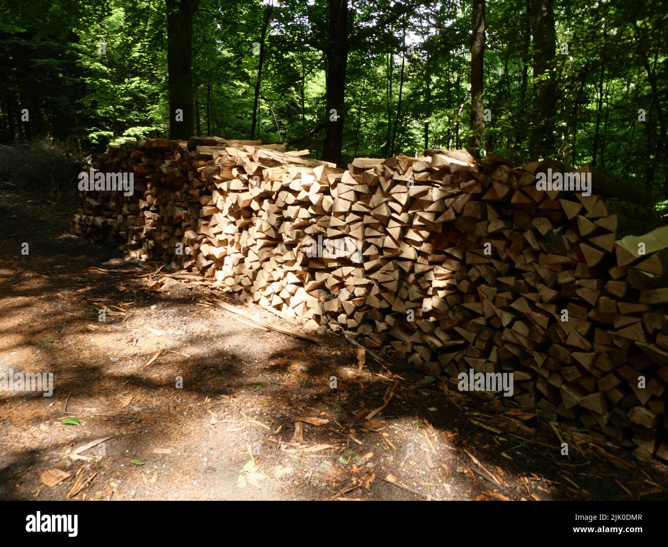 Sunny wood stack in the forest Stock Photo - Alamy