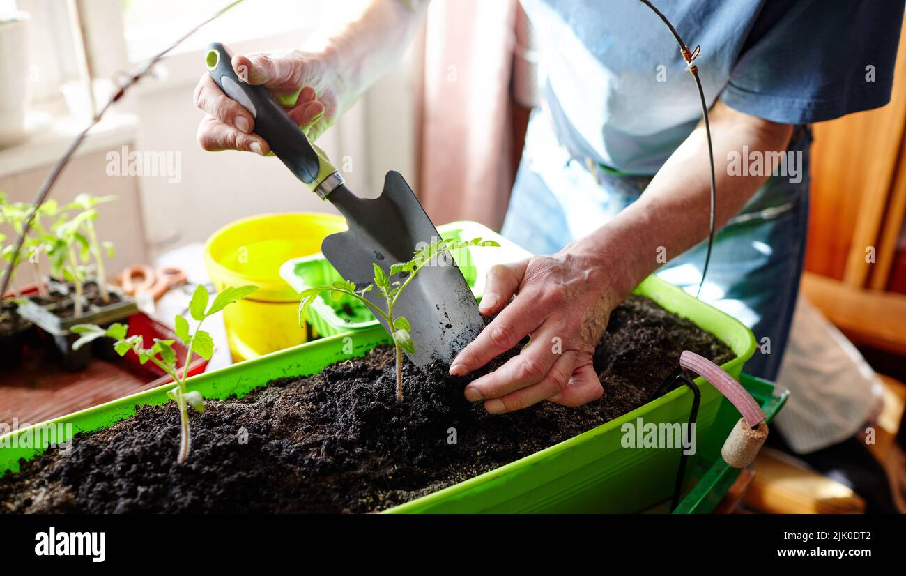 Old man gardening in home greenhouse. Men's hands planting tomato ...
