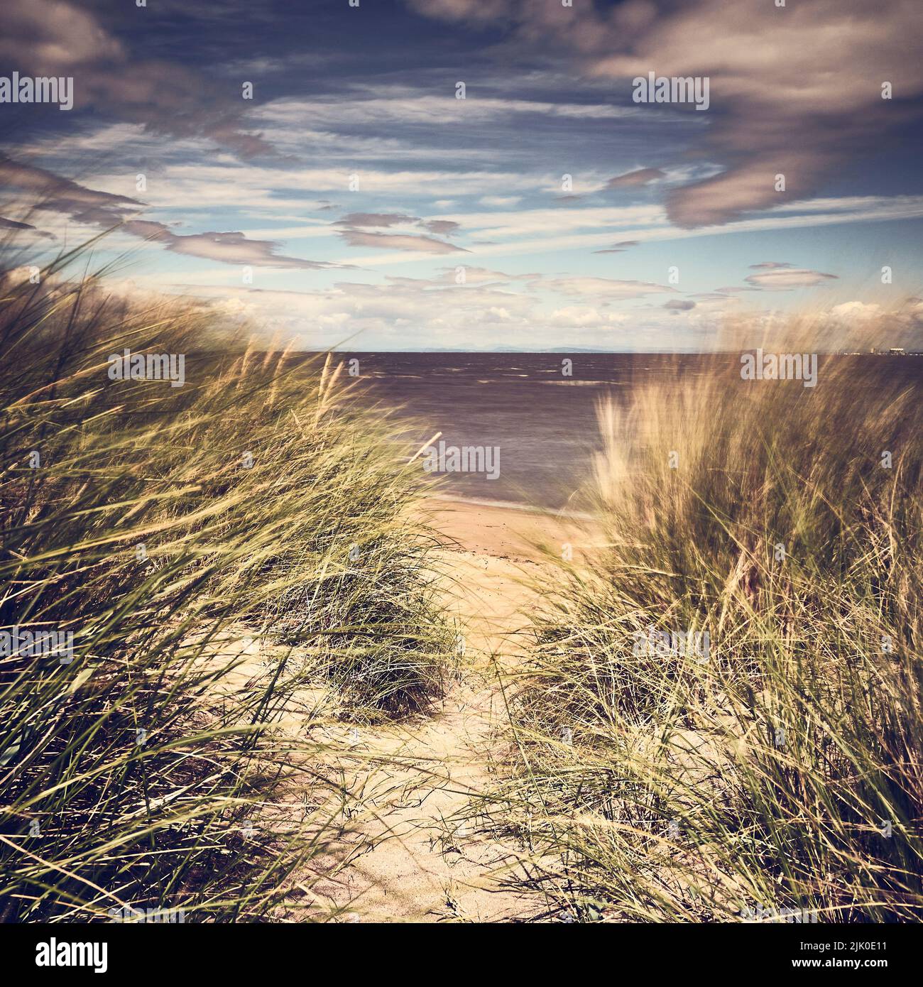 Marram grass on coastal sand dunes moving in the wind Stock Photo - Alamy