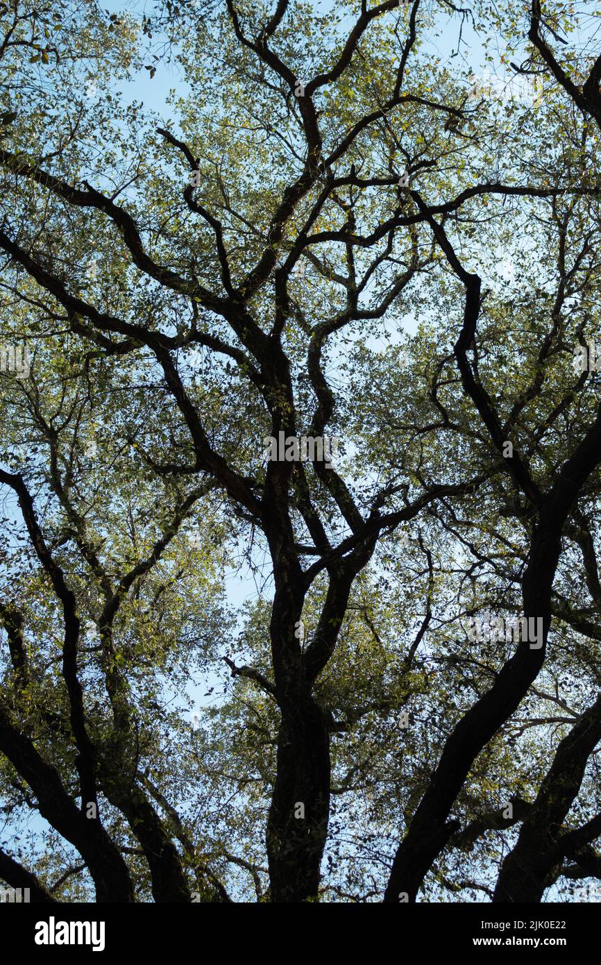 A low angle shot of a high oak tree with multi branches under blue sky ...