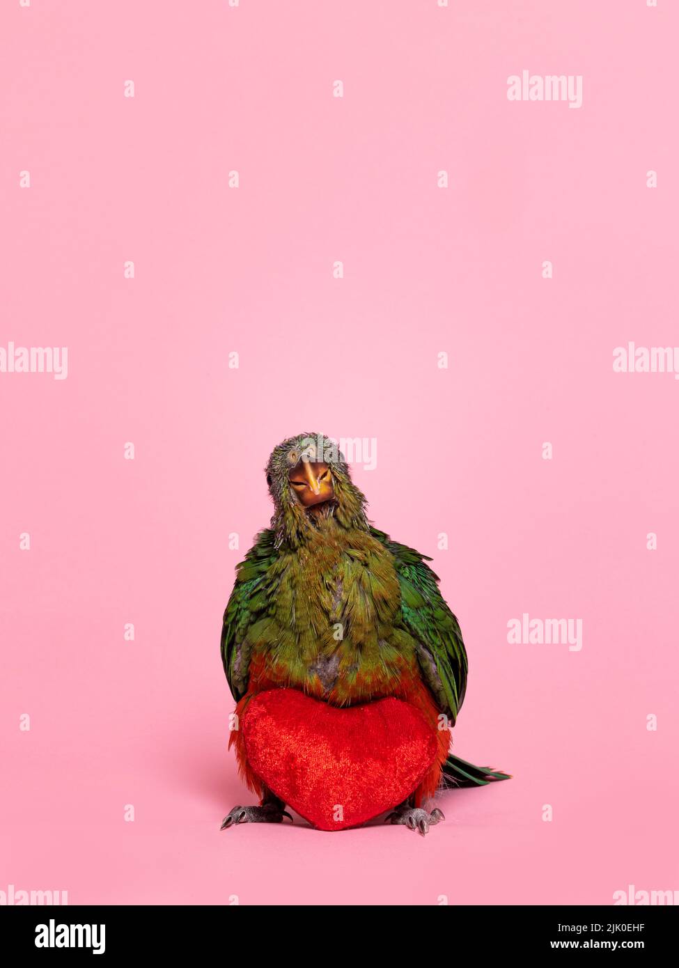 Young Australian King parrot getting feathers, sitting facing front on ...