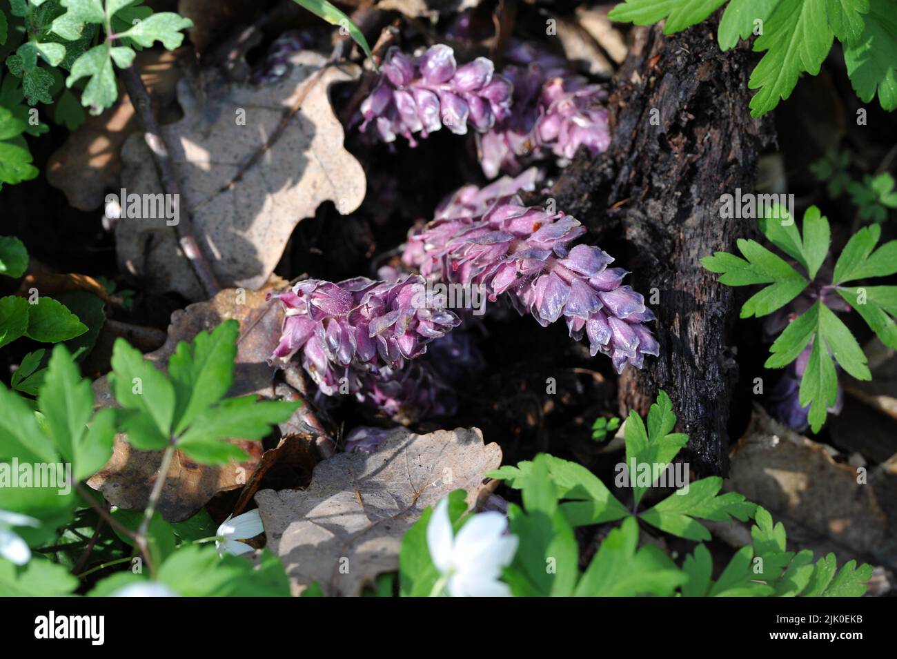 Pink flowers of common toothwort plant in the forest Stock Photo - Alamy