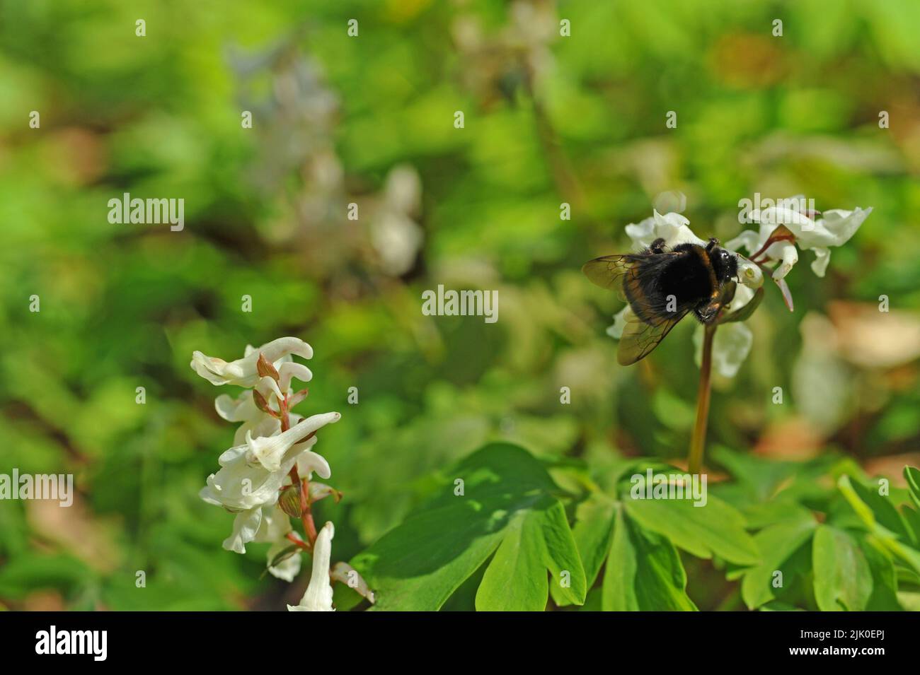 Corydalis and bumblebee in the spring forest Stock Photo - Alamy