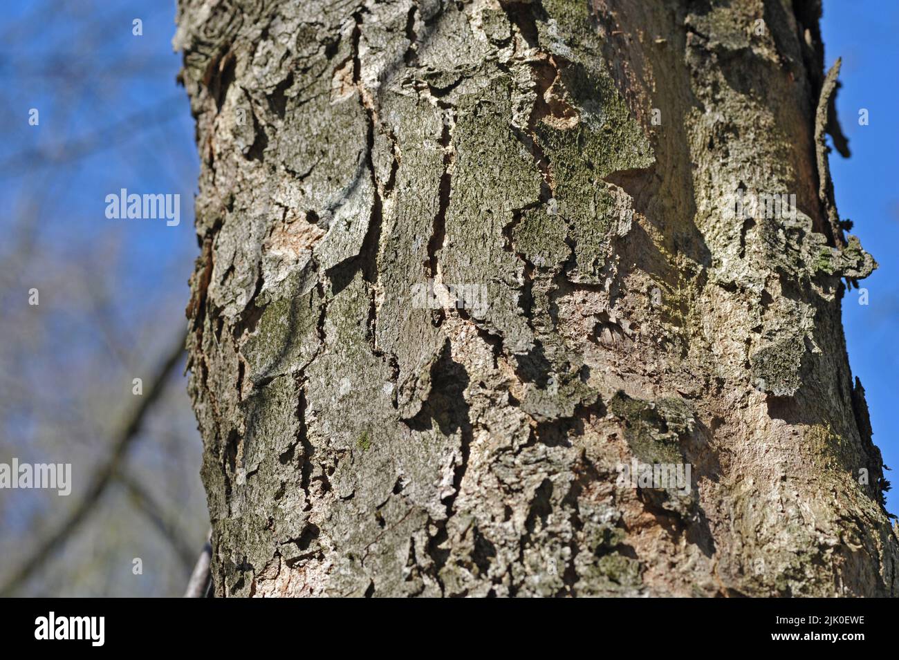 Natural background - cracked core of tree Stock Photo - Alamy