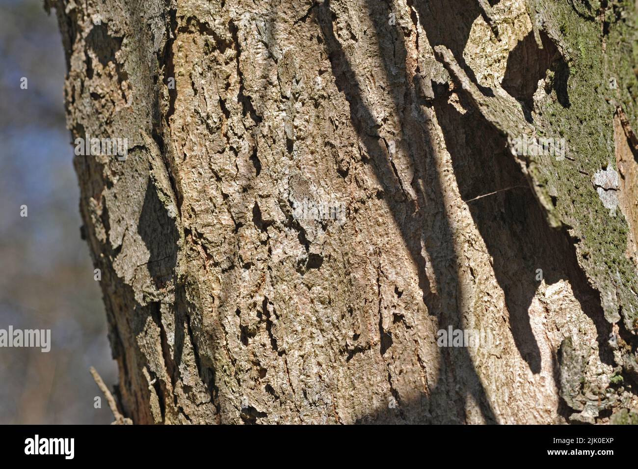 Natural background - cracked core of tree Stock Photo - Alamy