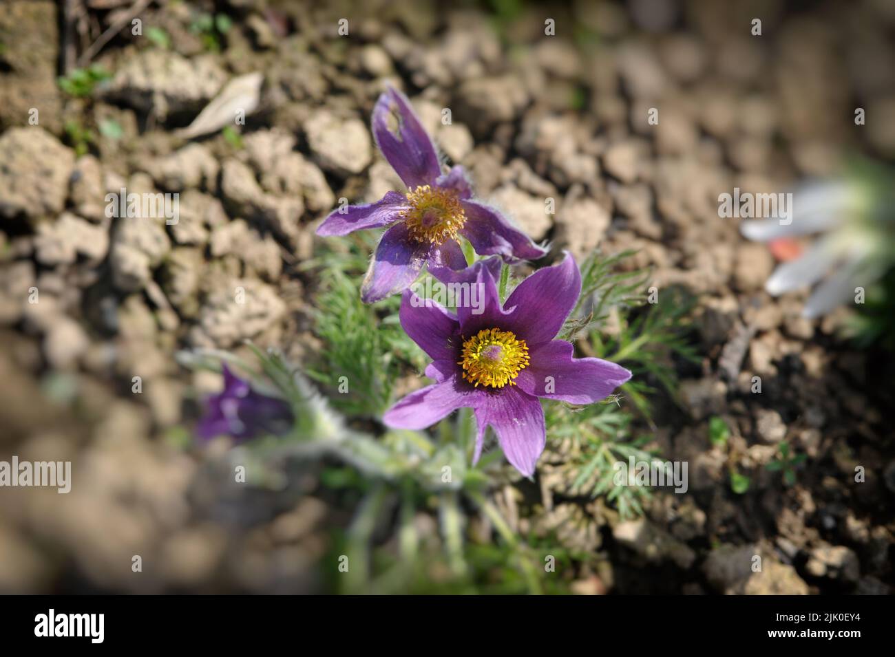 Beautiful anemone flowers - photo with motion effect, double exposure ...